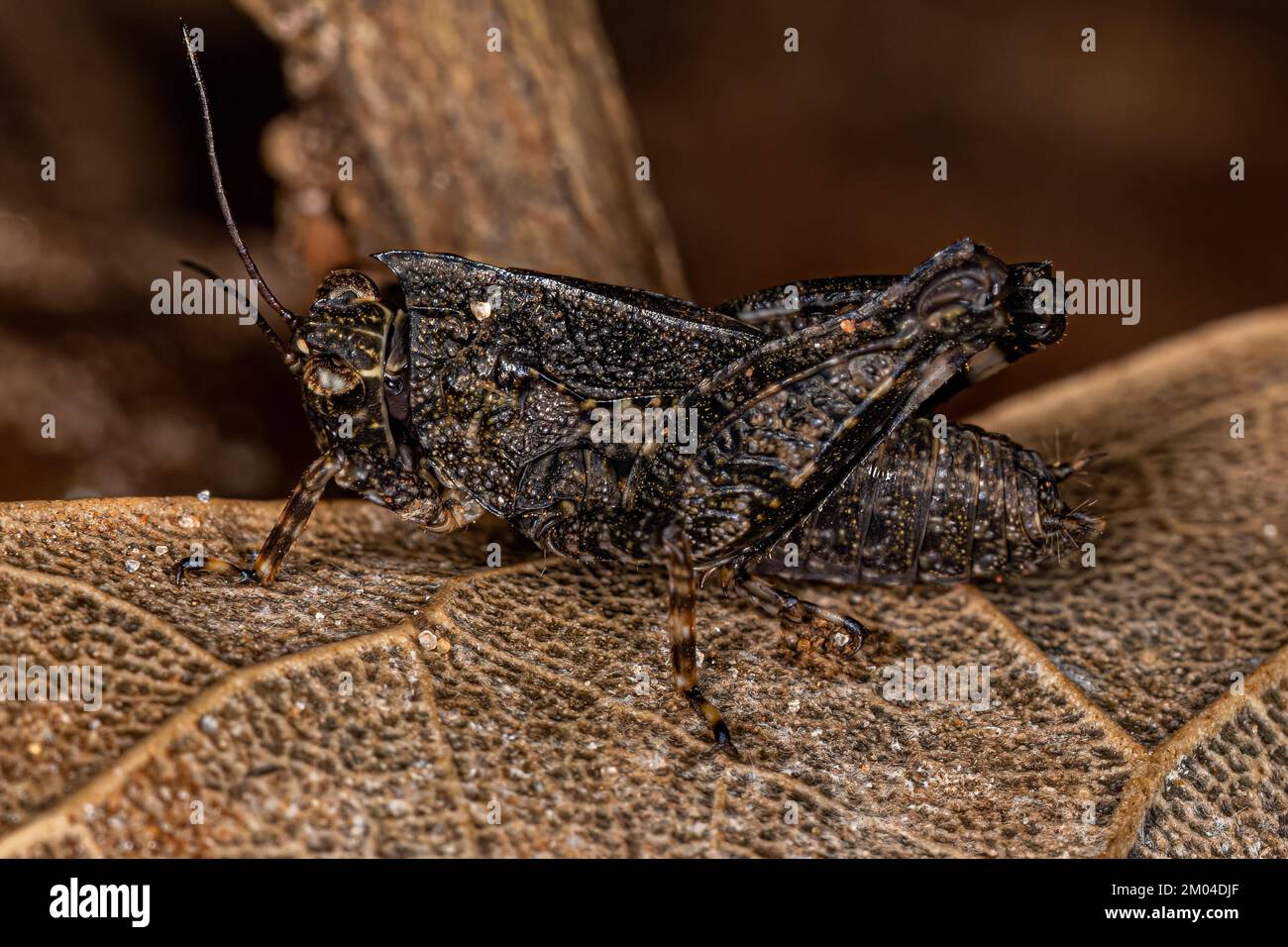 Tetrigidae hi-res stock photography and images - Alamy