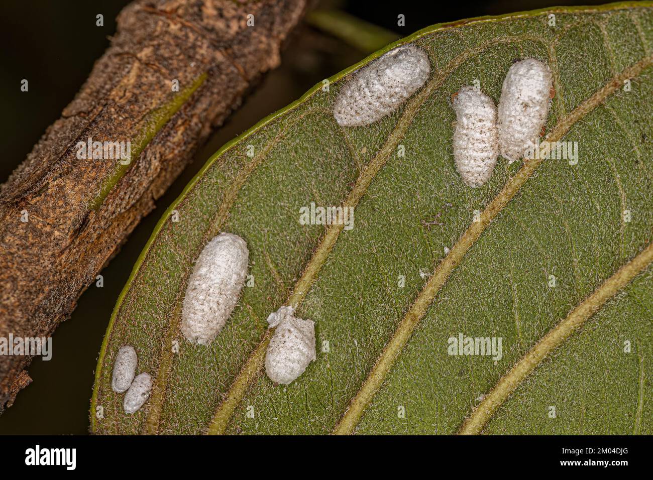 small white cocoons of insects on guava tree leaves Stock Photo - Alamy