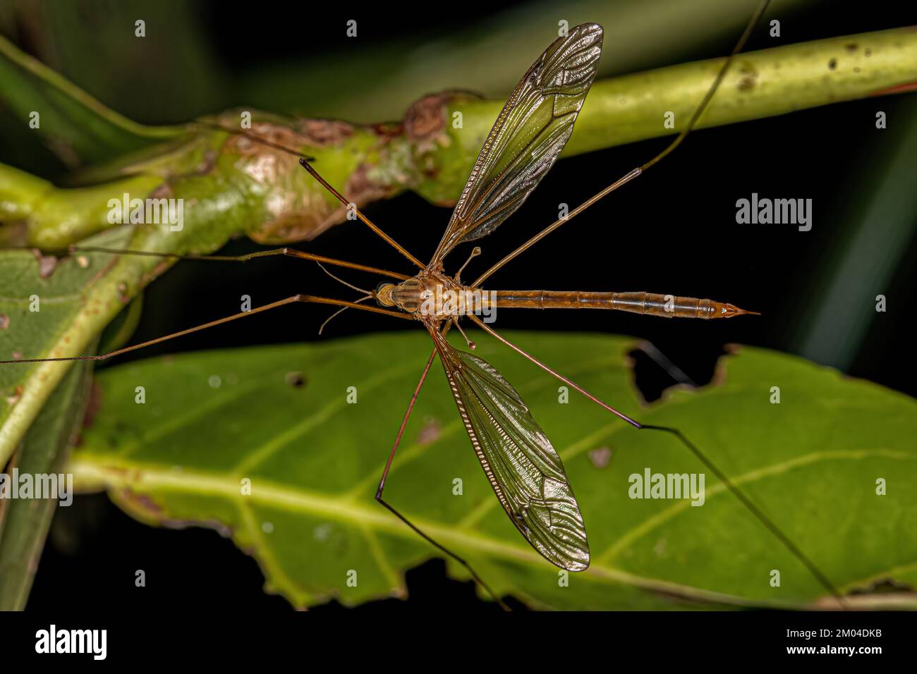 Adult Limoniid Crane Fly of the Family Tipulidae Stock Photo - Alamy