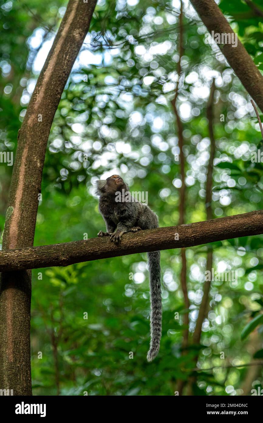 Marmoset monkey hi-res stock photography and images - Alamy