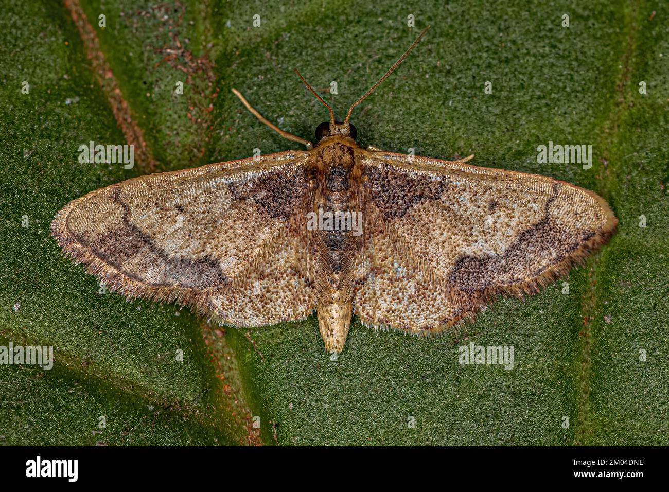 Kendall wave moth hi-res stock photography and images - Alamy