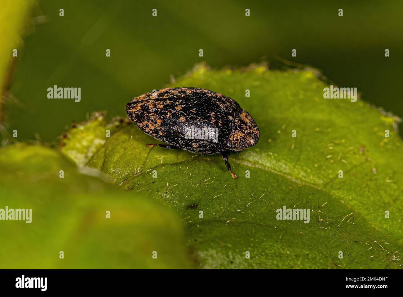 Turtle beetle hi-res stock photography and images - Alamy