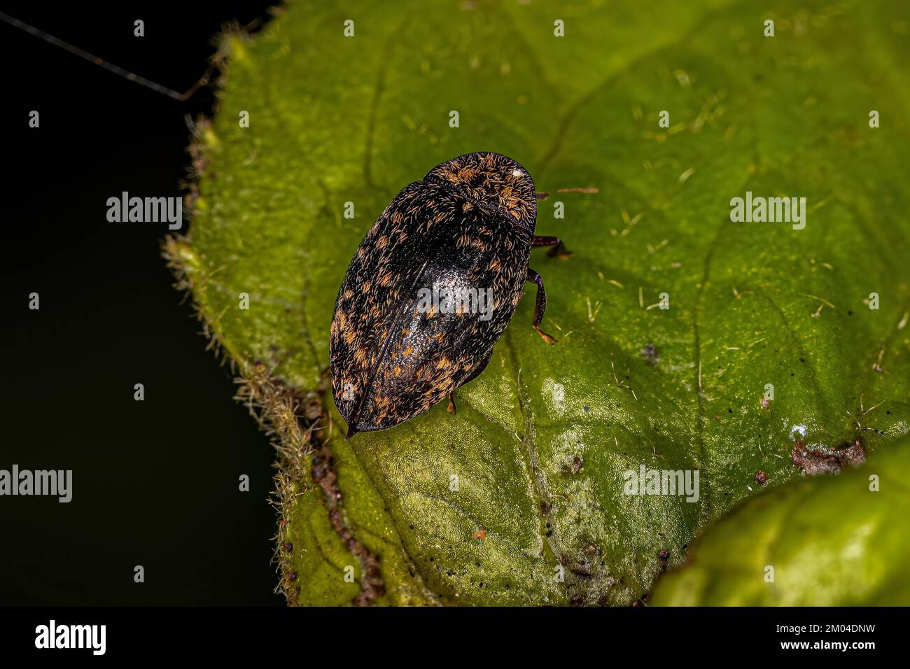 Turtle beetle hi-res stock photography and images - Alamy