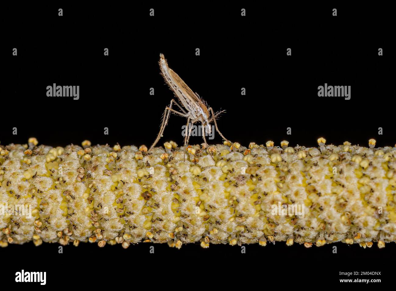 Adult Female Phantom Midge Insect of the Family Chaoboridae Stock Photo ...