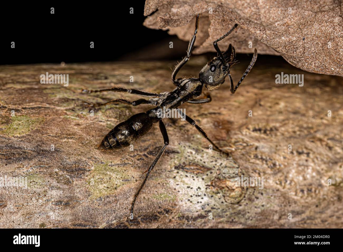 Adult Female Ponerine Ant of the of the Genus Neoponera Stock Photo - Alamy