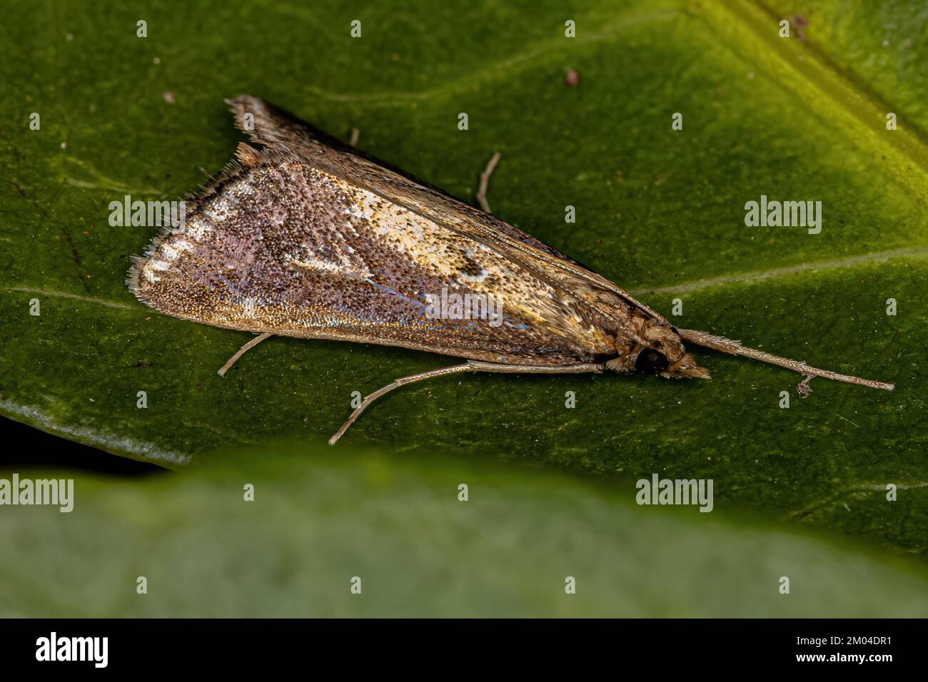 Adult Crambid Moth of the Family Crambidae Stock Photo - Alamy