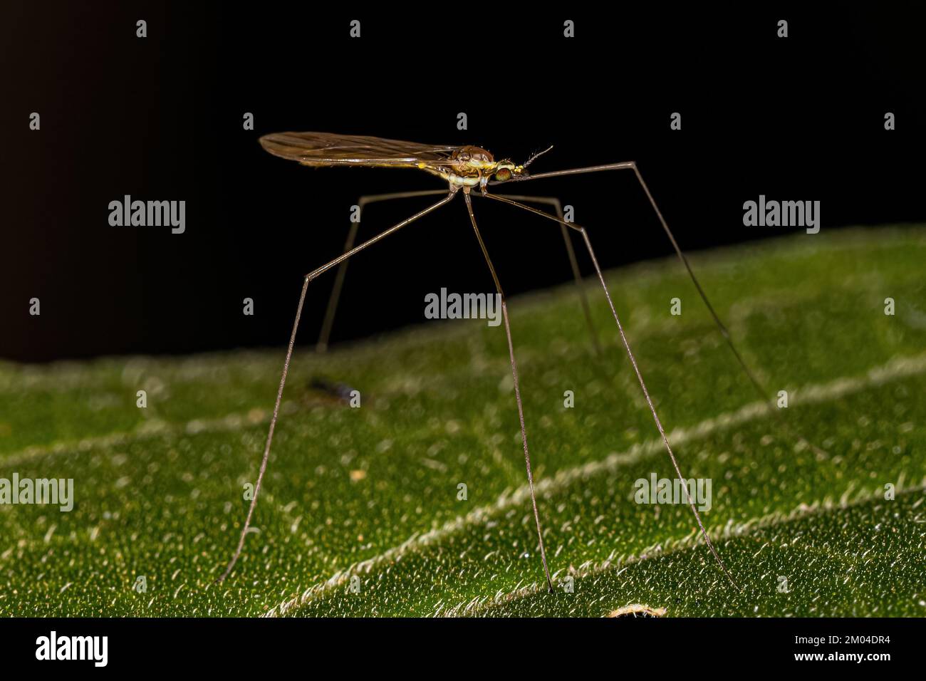 Adult Limoniid Crane Fly of the Family Limoniidae Stock Photo - Alamy