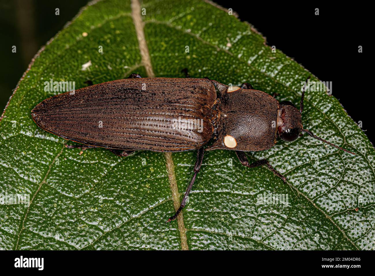 Adult Fire Click Beetle of the Tribe Pyrophorini Stock Photo - Alamy