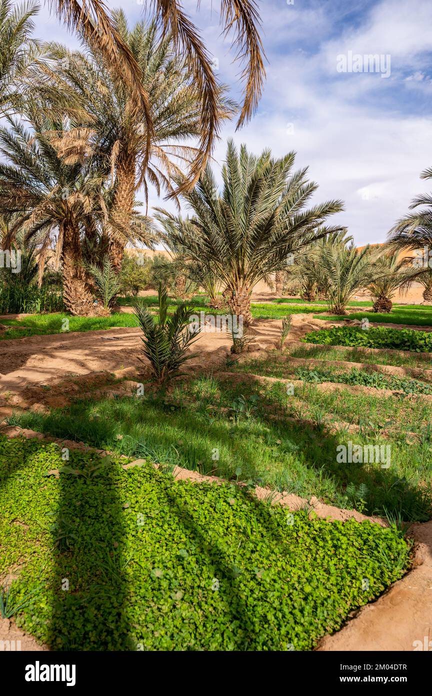 A typical African oasis in a Sahara desert, Morocco. Ecological ...