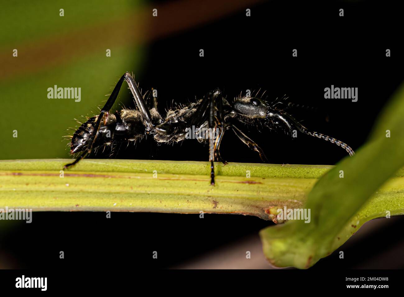 Ponerine ant hi-res stock photography and images - Alamy