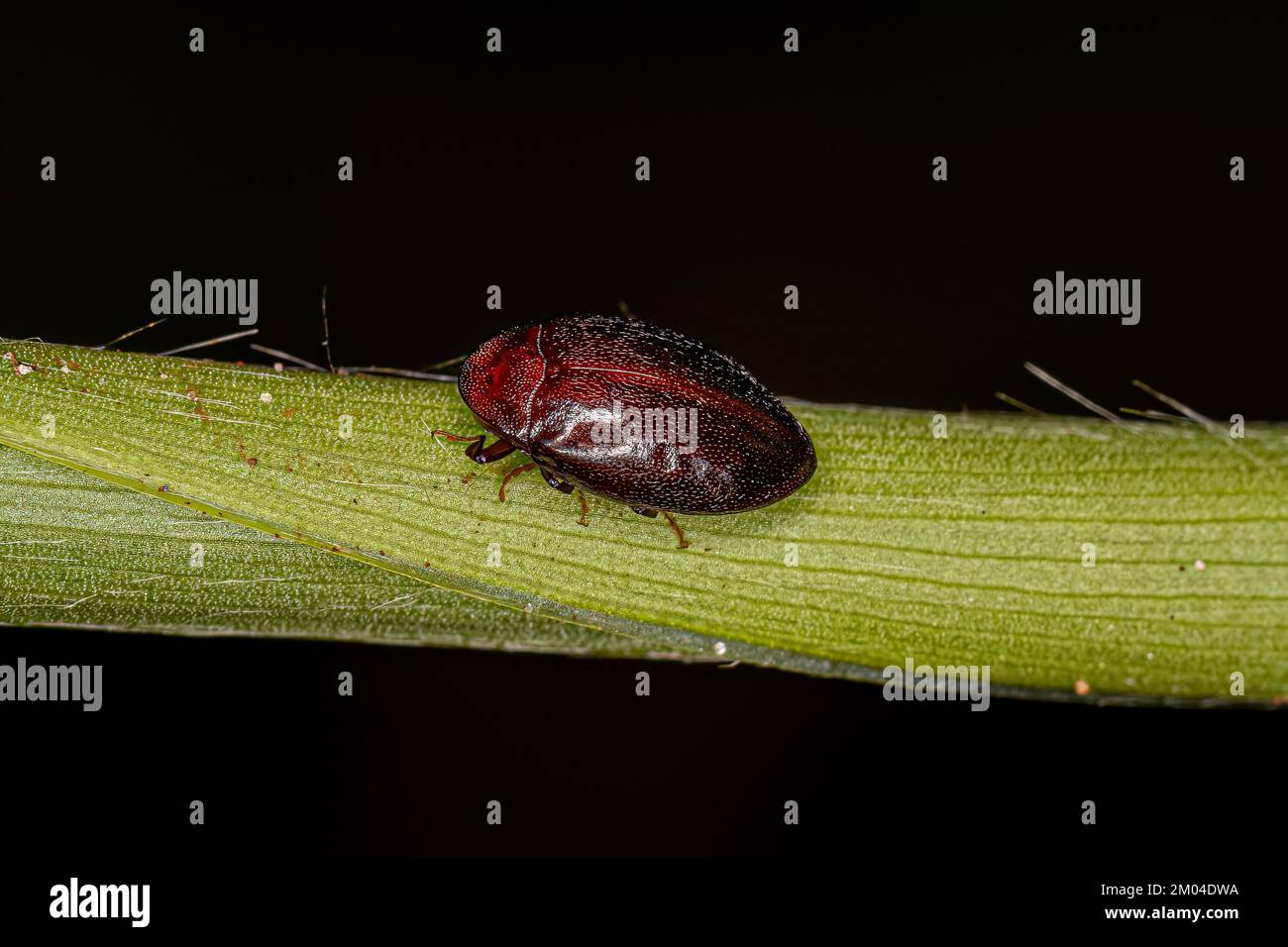 Turtle beetle hi-res stock photography and images - Alamy