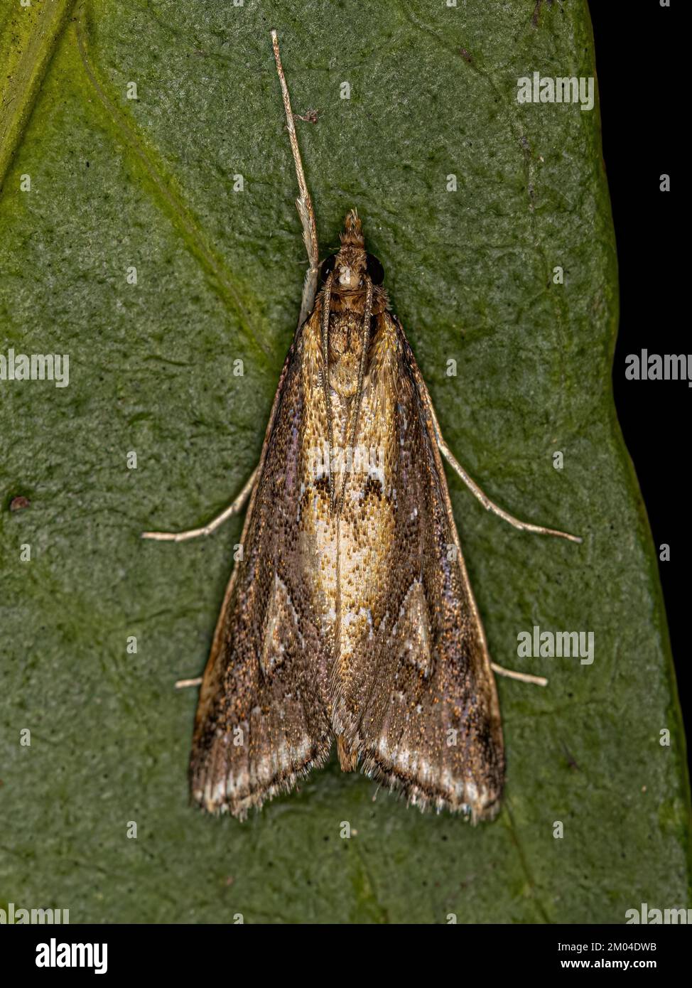 Adult Crambid Moth of the Family Crambidae Stock Photo - Alamy