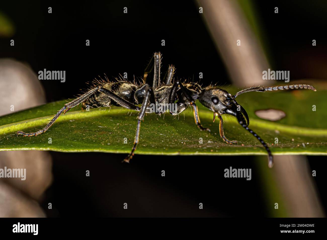Ponerine ant hi-res stock photography and images - Alamy