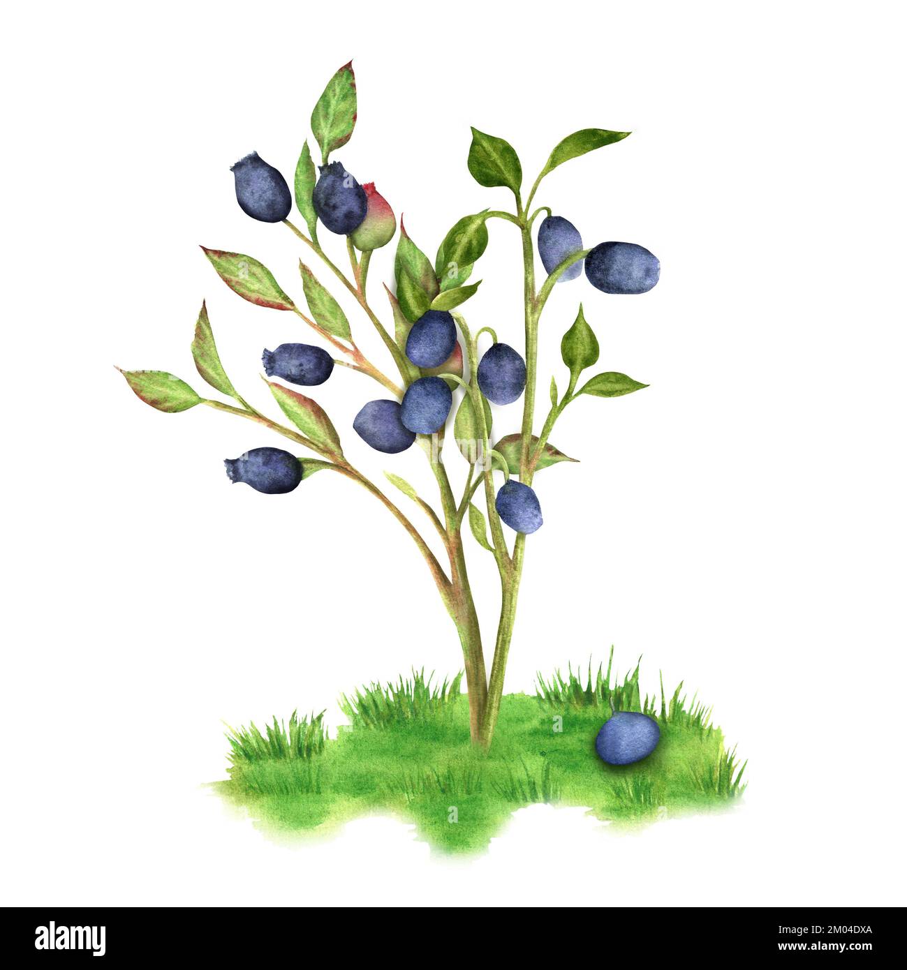 Cartoon Blueberry Bush 30 Best Blueberry Illustration Ideas You Should