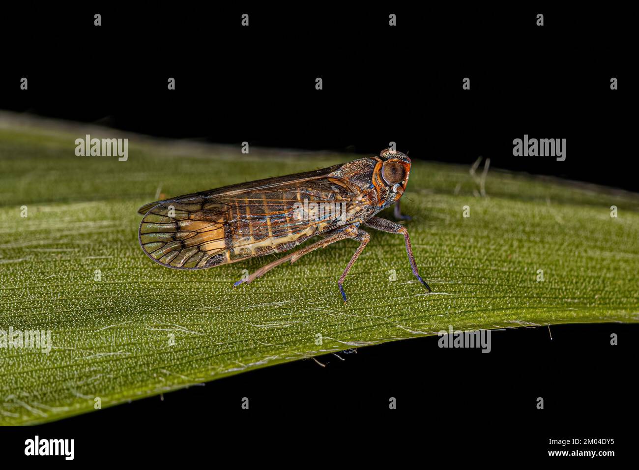 Adult Small Planthopper Insect of the Tribe Pentastirini Stock Photo ...