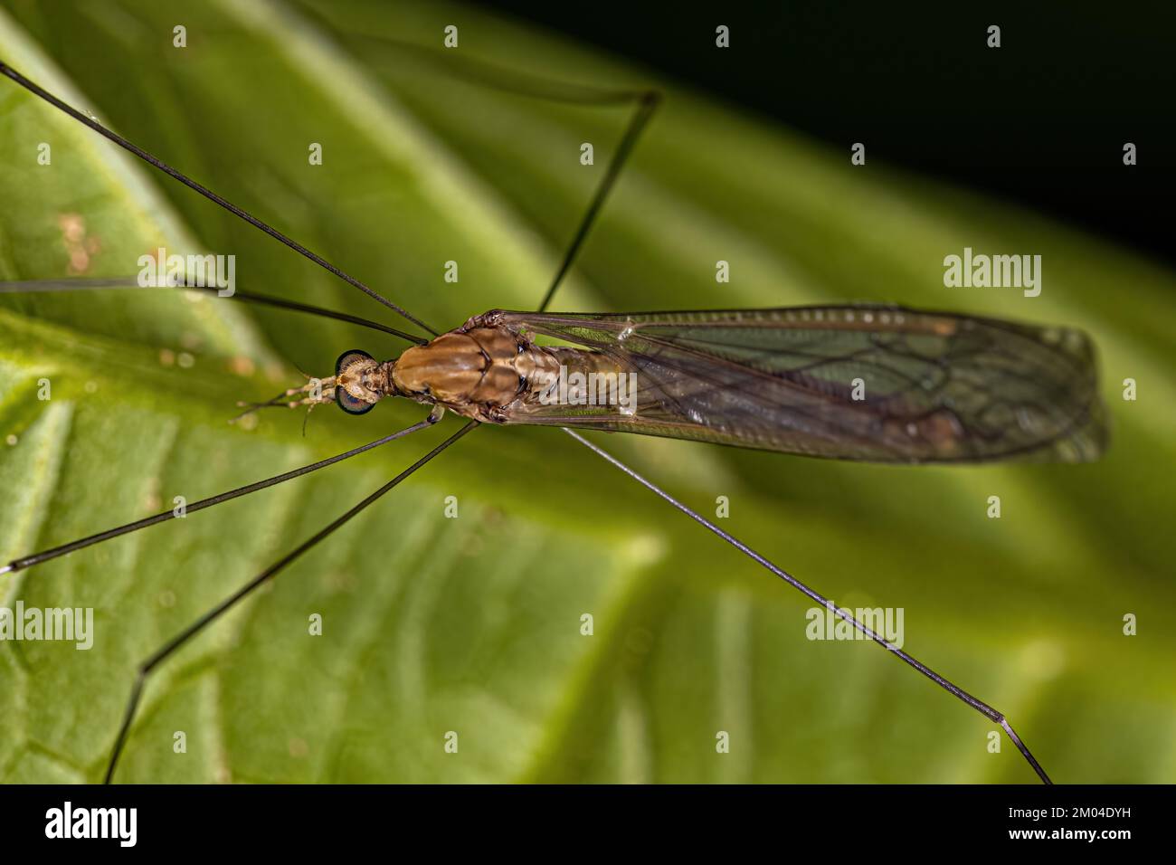 Adult Limoniid Crane Fly of the Family Tipulidae Stock Photo - Alamy