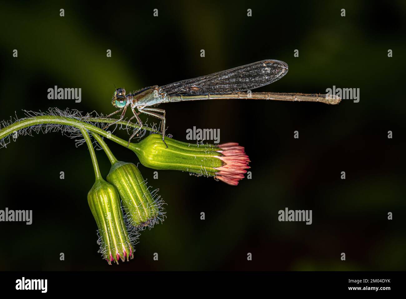 Adult Narrow-winged Damselfly of the Family Coenagrionidae Stock Photo ...