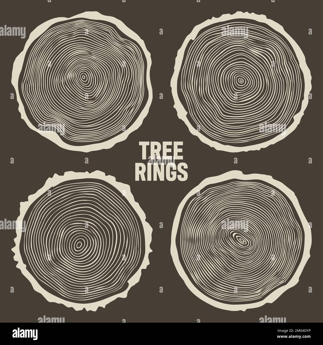 Round tree trunk cuts, sawn pine or oak slices, lumber. Saw cut timber ...