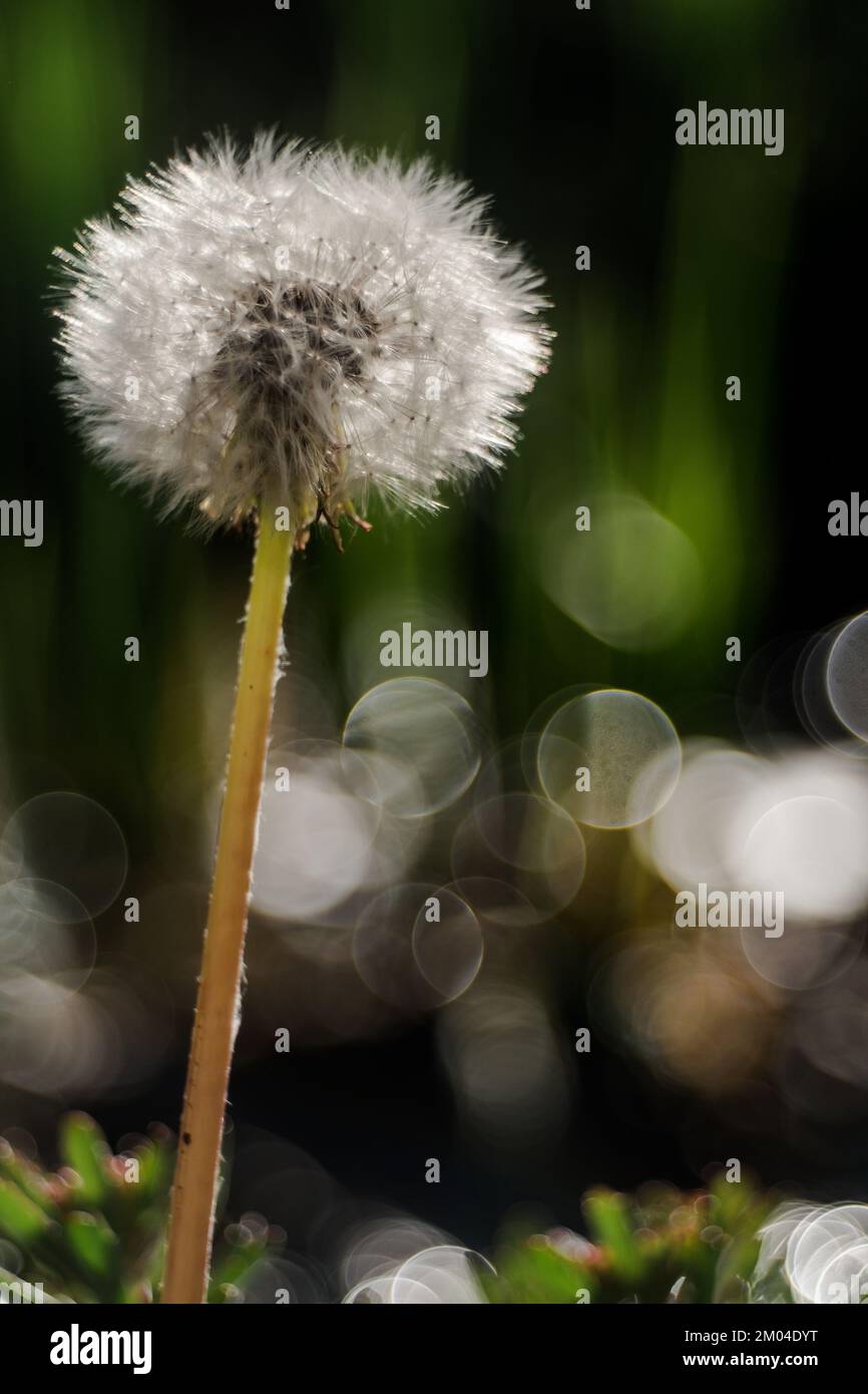 Pusteblume / Löwenzahn Stock Photo - Alamy