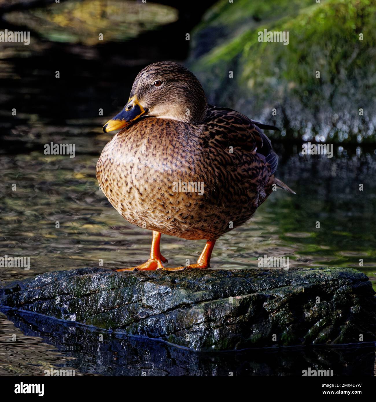Female Mallard standing in shallow water at Moss Valley, Brynteg ...