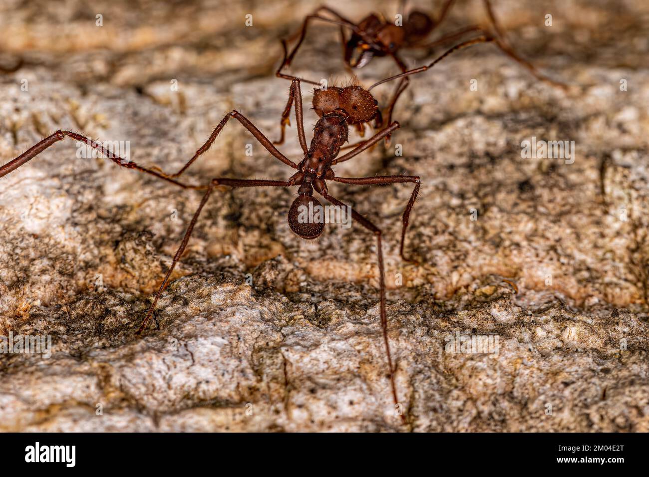 Adult Atta Leaf-cutter Ant of the Genus Atta Stock Photo - Alamy
