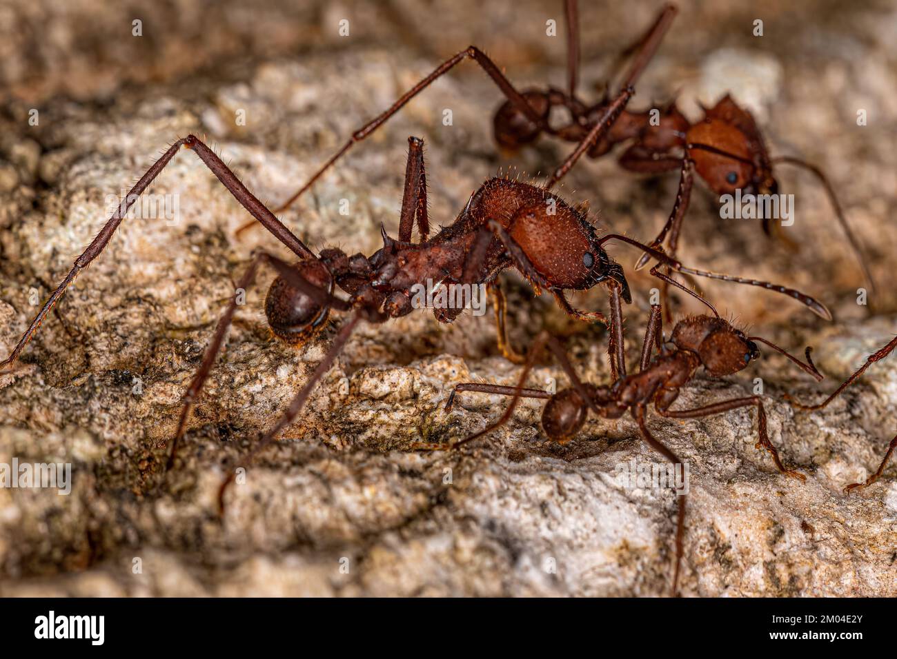 Adult Atta Leaf-cutter Ant of the Genus Atta Stock Photo - Alamy