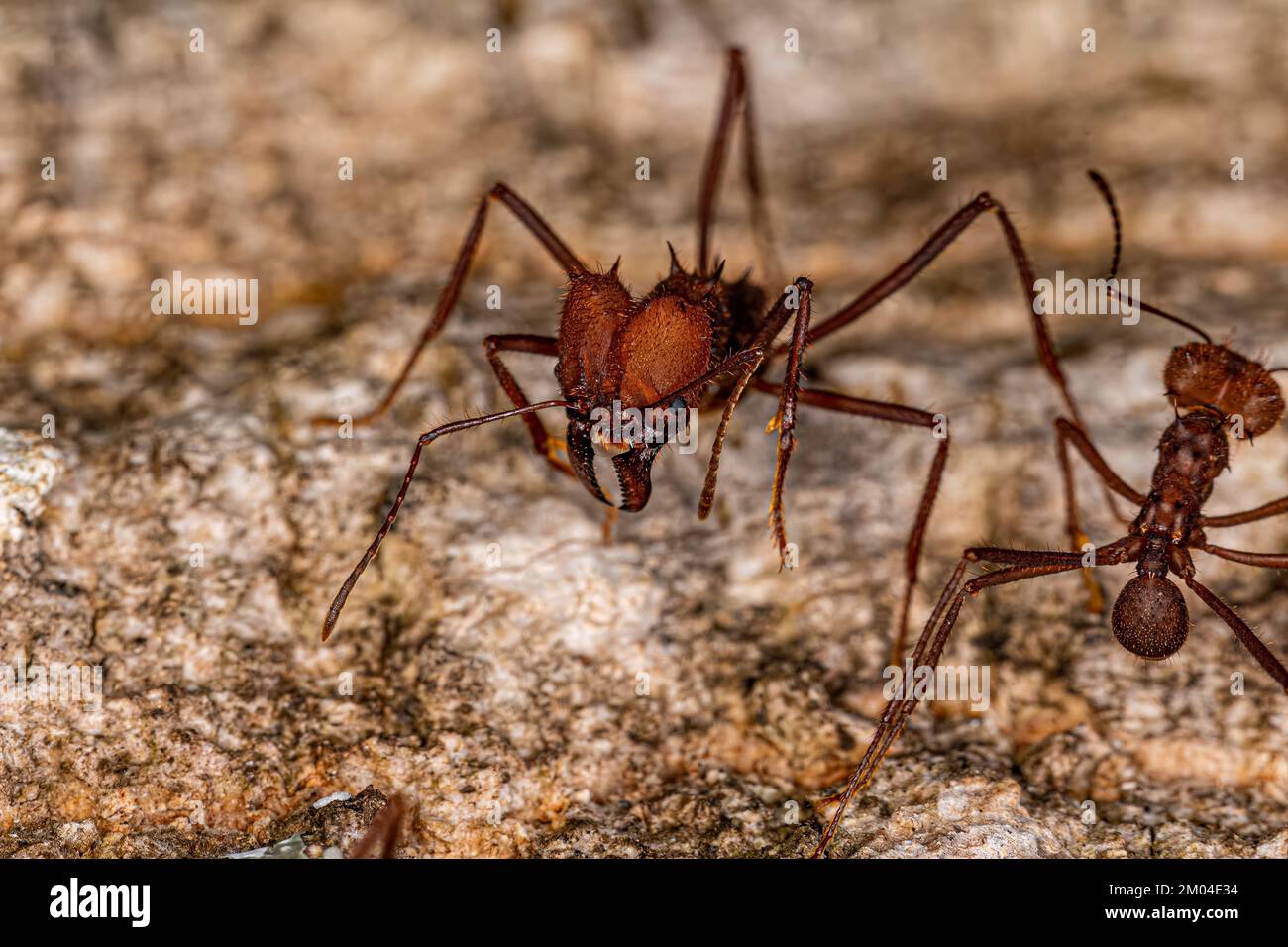 Adult Atta Leaf-cutter Ant of the Genus Atta Stock Photo - Alamy