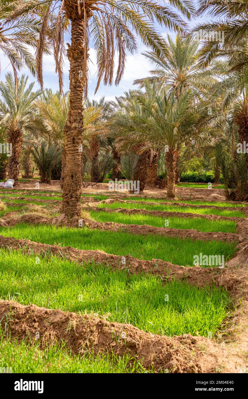 A typical African oasis in a Sahara desert, Morocco. Ecological ...