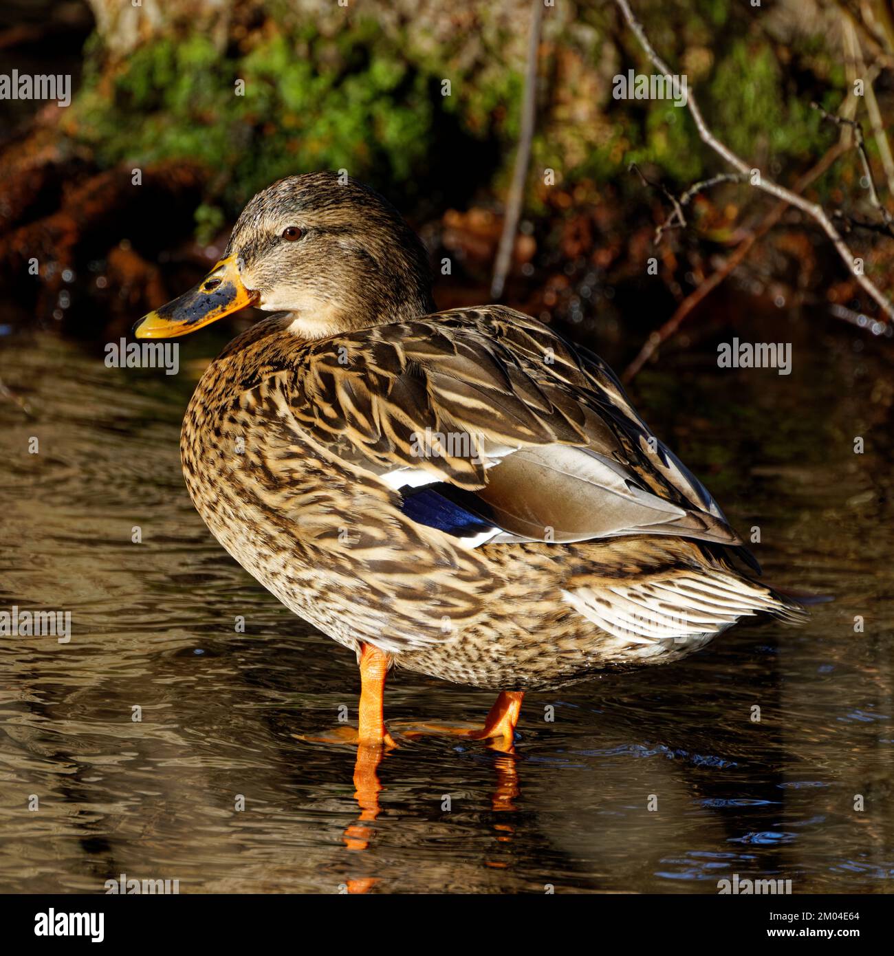 Female Mallard standing in shallow water at Moss Valley, Brynteg ...