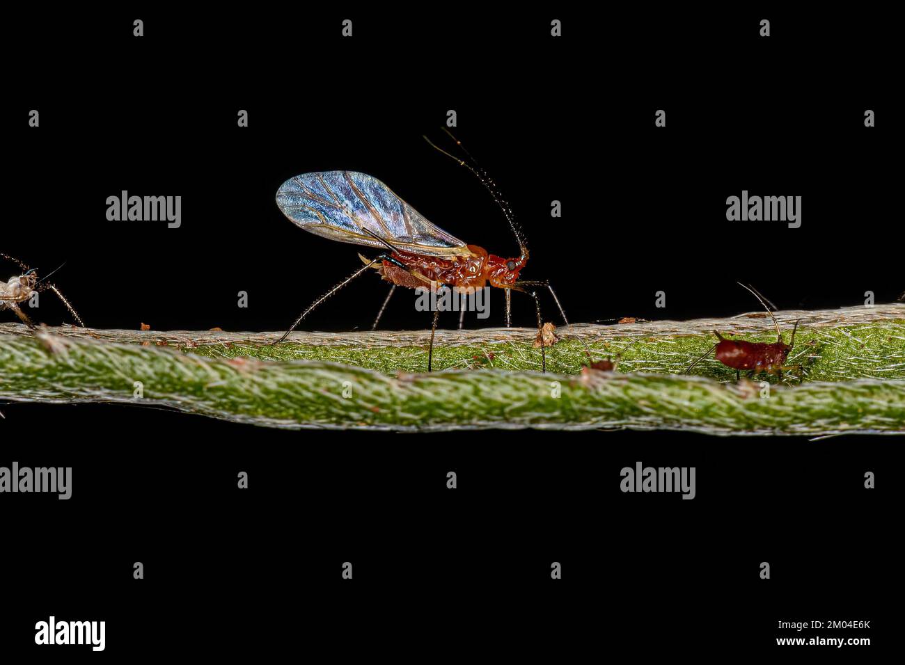 Group of small red aphids of the Family Aphididae Stock Photo - Alamy