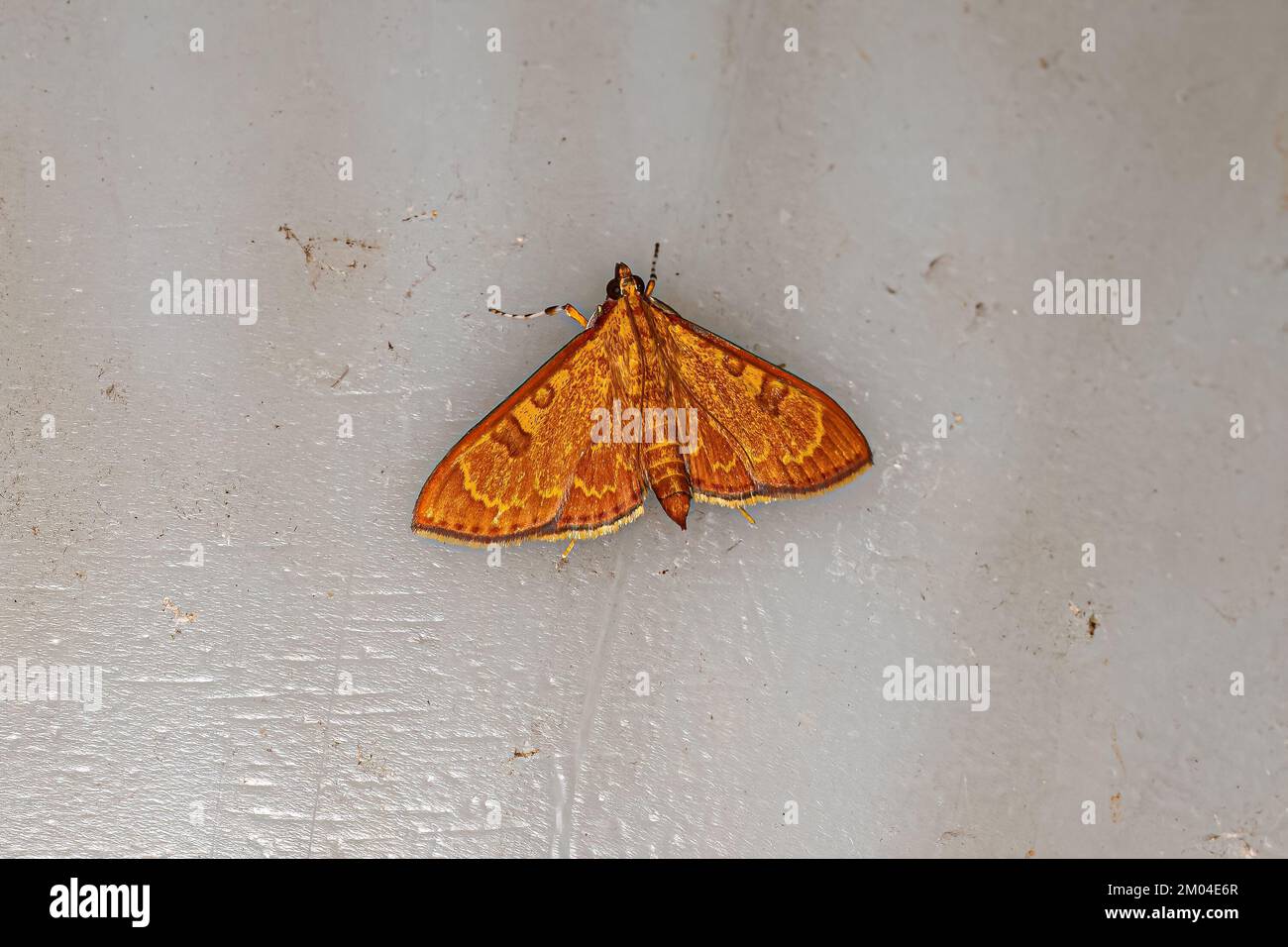 Moth family crambidae hi-res stock photography and images - Alamy