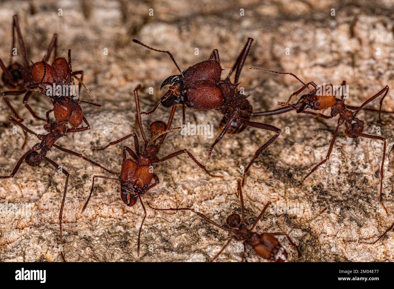 Ant genus atta hi-res stock photography and images - Alamy