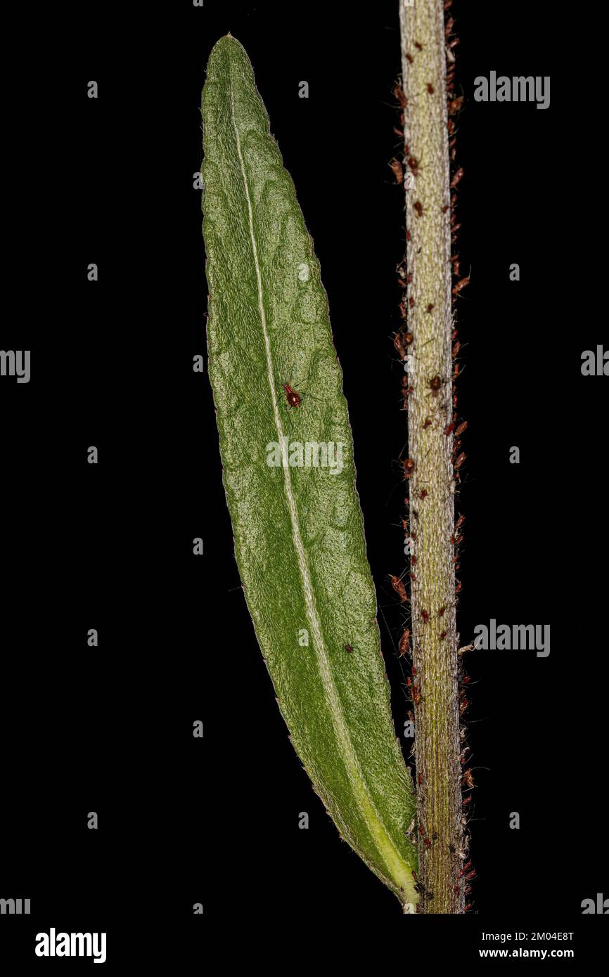 Small Dicot tree leaf of the Class Magnoliopsida Stock Photo - Alamy