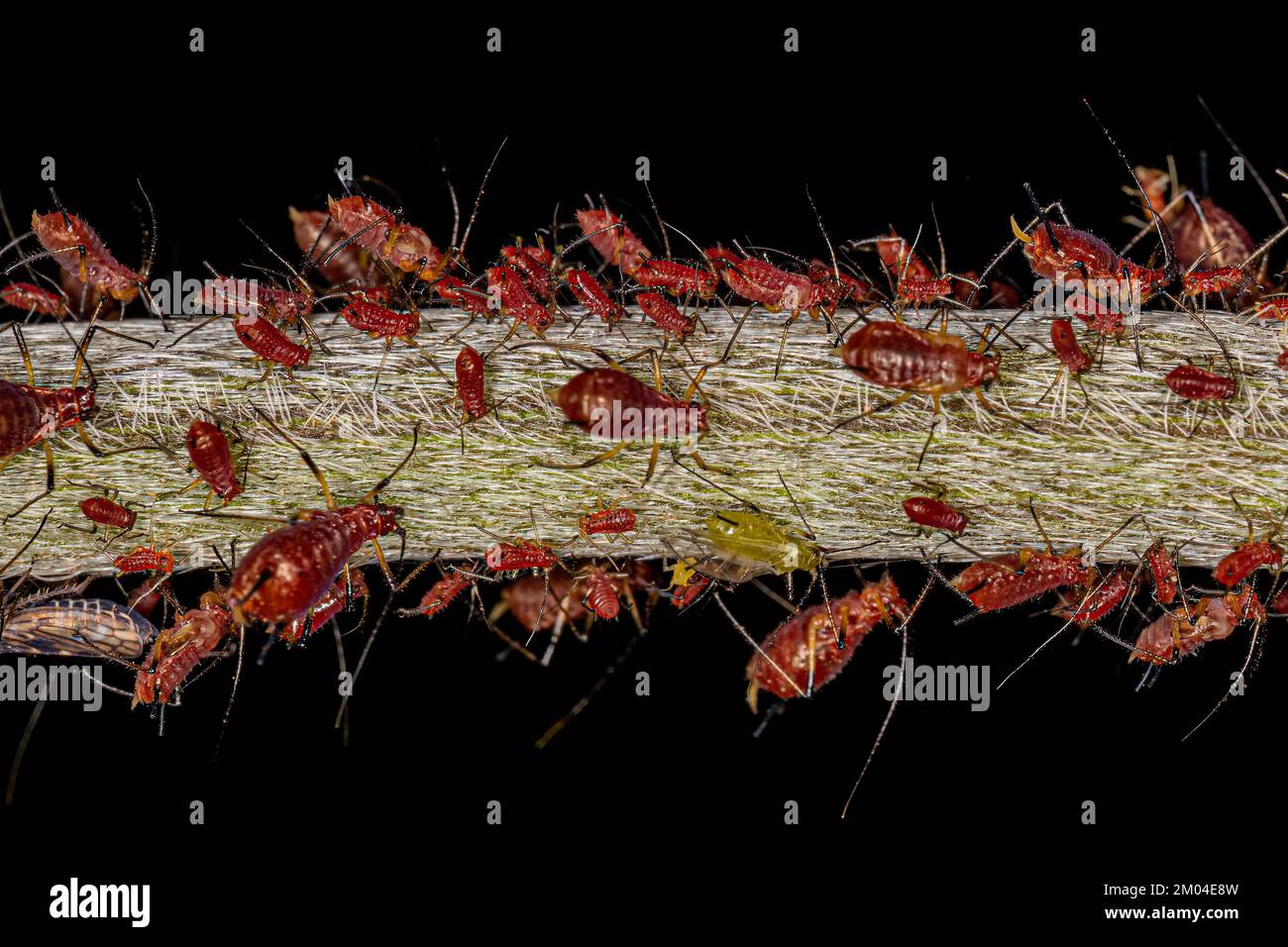 Group of small red aphids of the Family Aphididae Stock Photo - Alamy