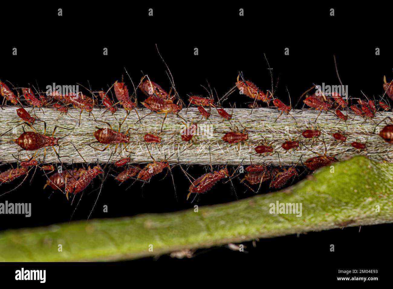 Group of small red aphids of the Family Aphididae Stock Photo - Alamy
