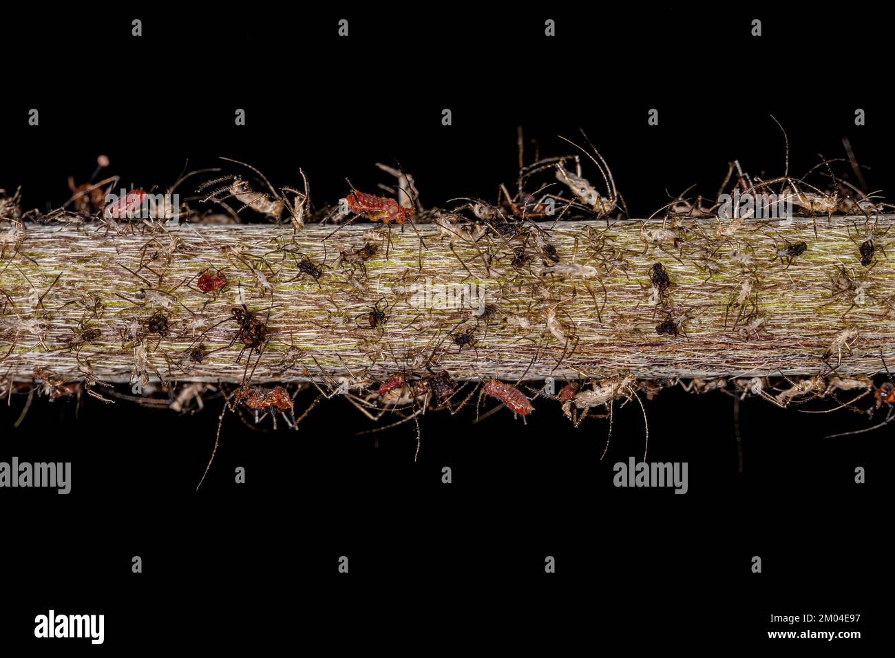 Group of small red aphids of the Family Aphididae Stock Photo - Alamy