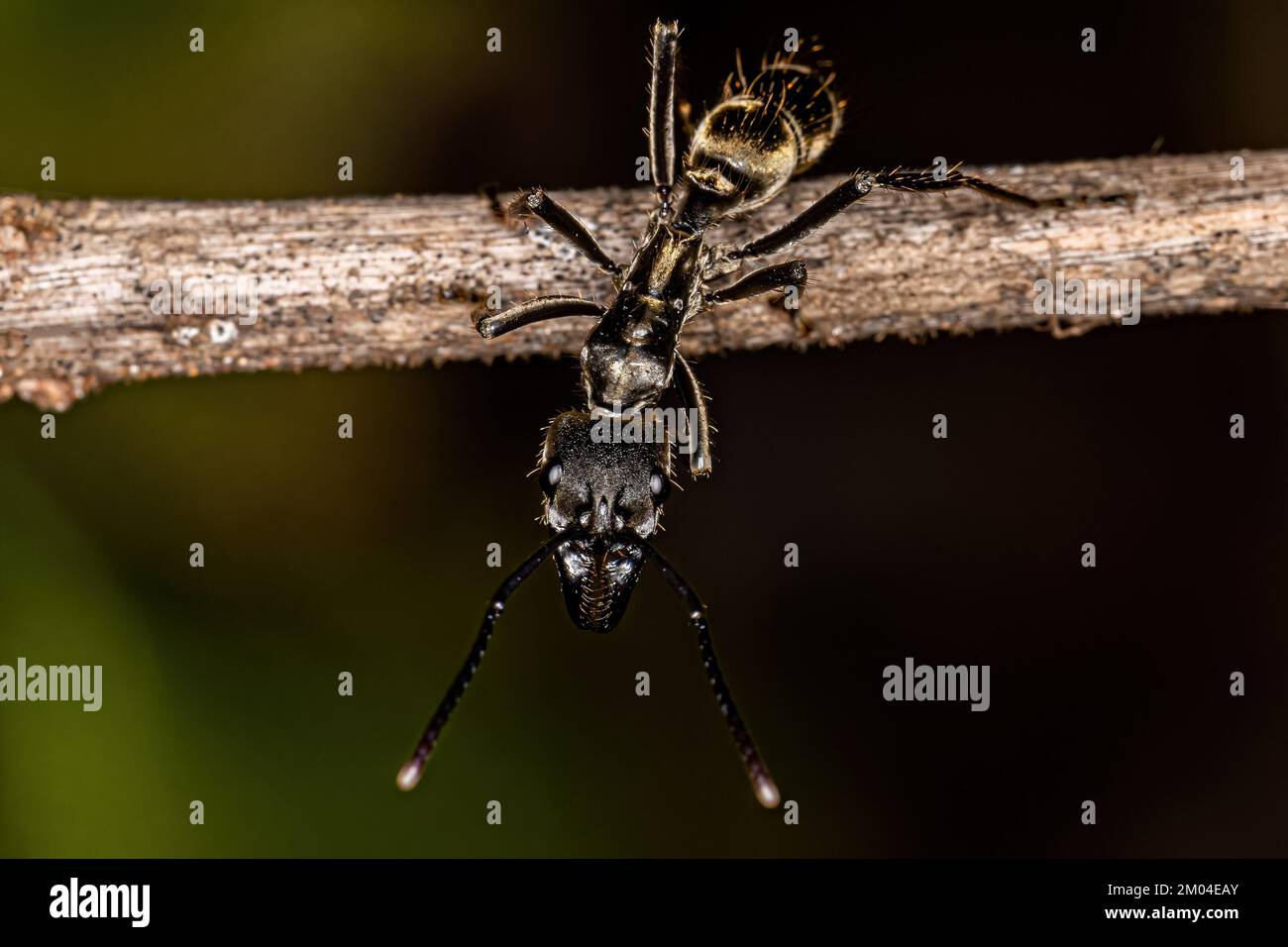Ponerine ant hi-res stock photography and images - Alamy