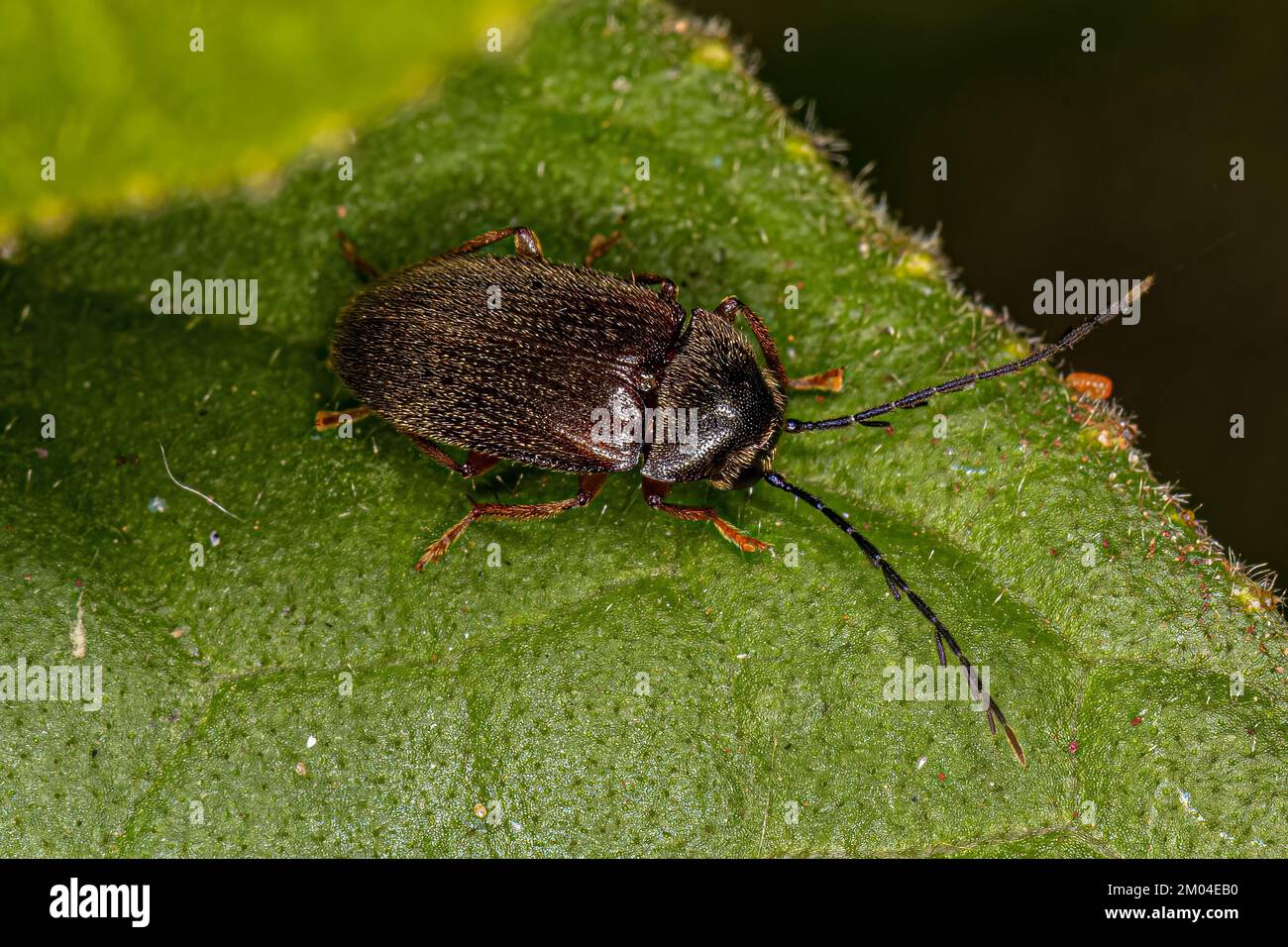 Toe winged beetle hi-res stock photography and images - Alamy