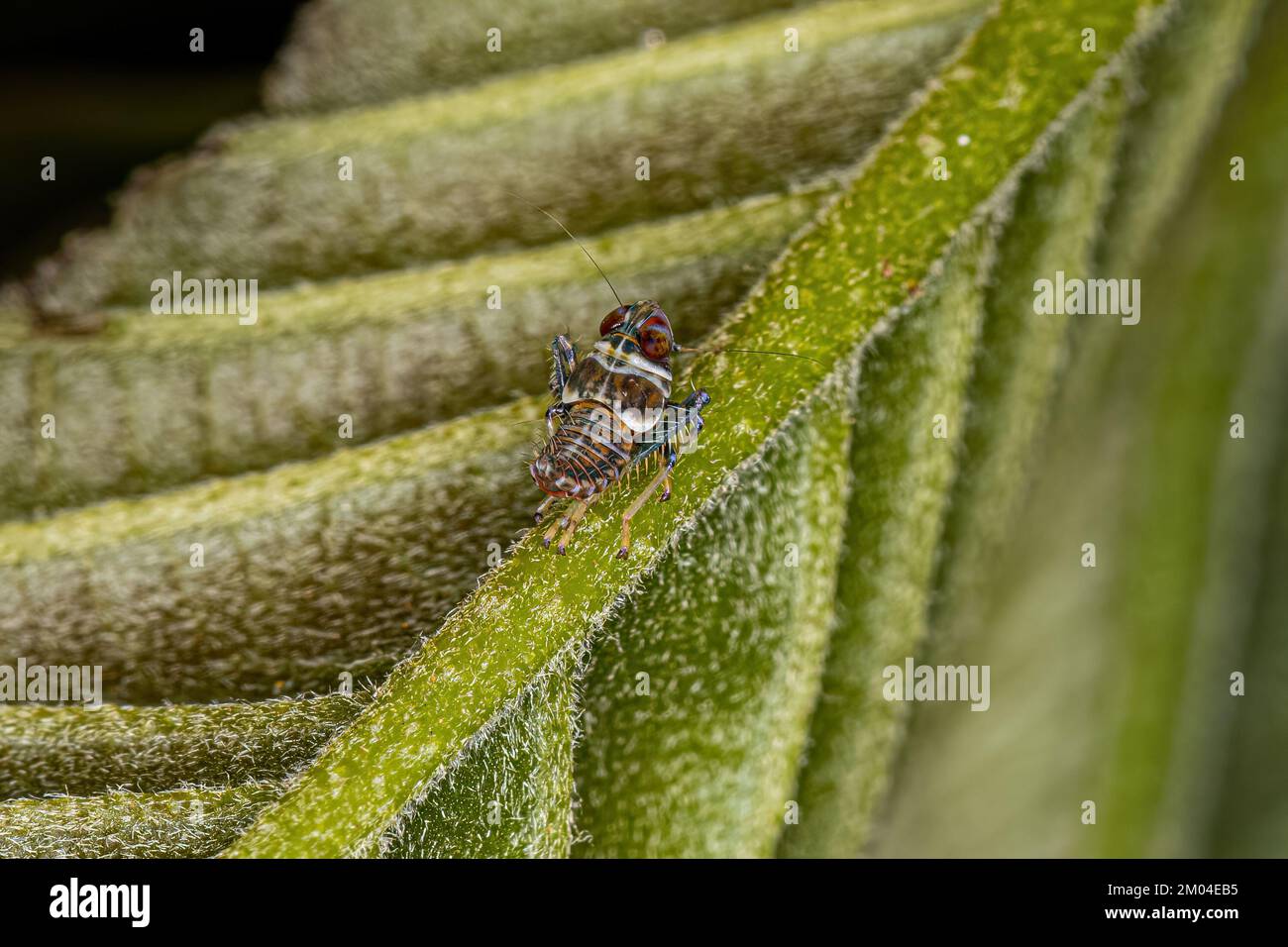 Leafhopper cicadellidae nymph hi-res stock photography and images - Alamy
