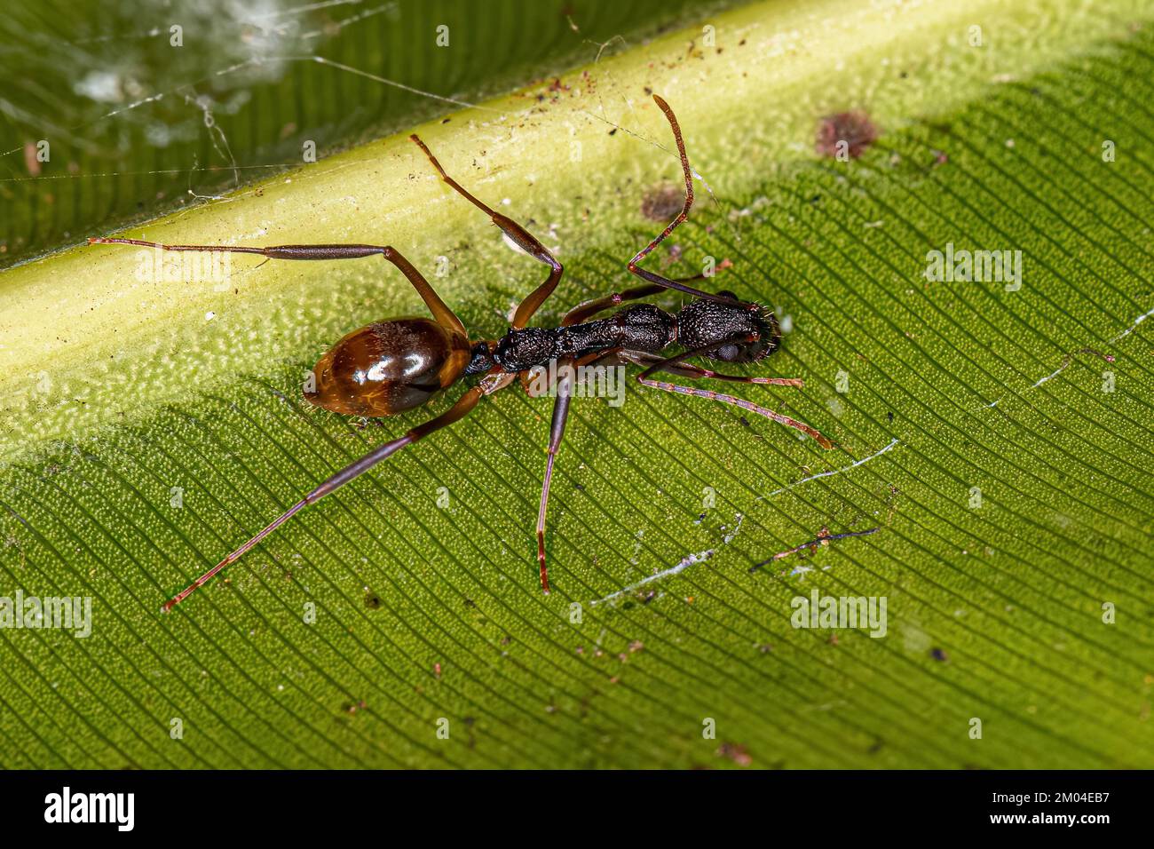 Odorous ant hi-res stock photography and images - Alamy