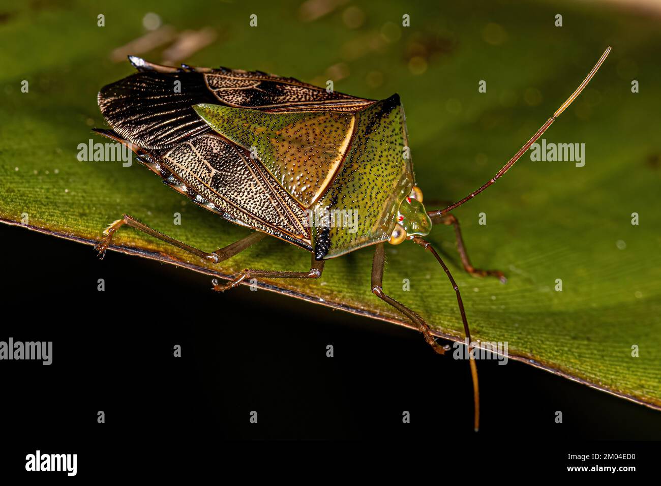 Adult Stink Bug of the Subfamily Edessinae Stock Photo - Alamy