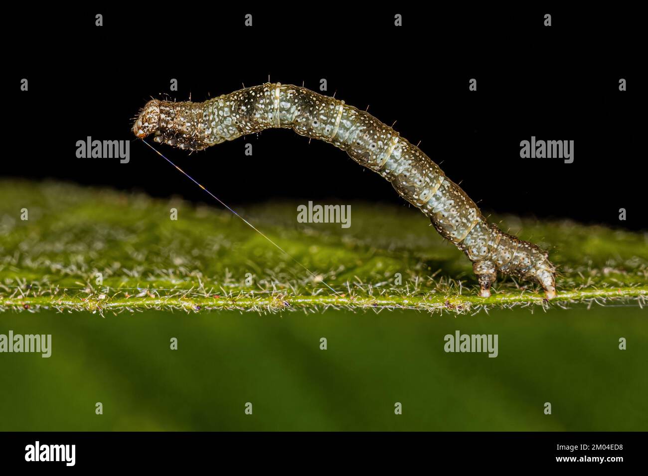 small moth larva of the Order Lepidoptera Stock Photo - Alamy