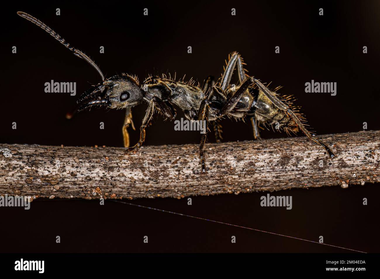 Ponerine ant hi-res stock photography and images - Alamy