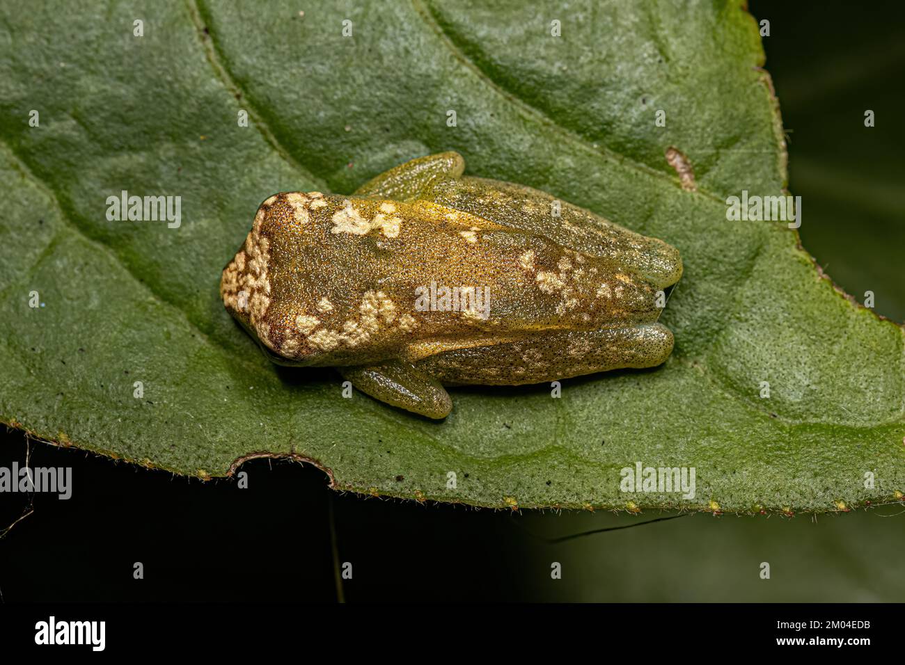 Yellow Tree Frog of the Genus Dendropsophus Stock Photo - Alamy