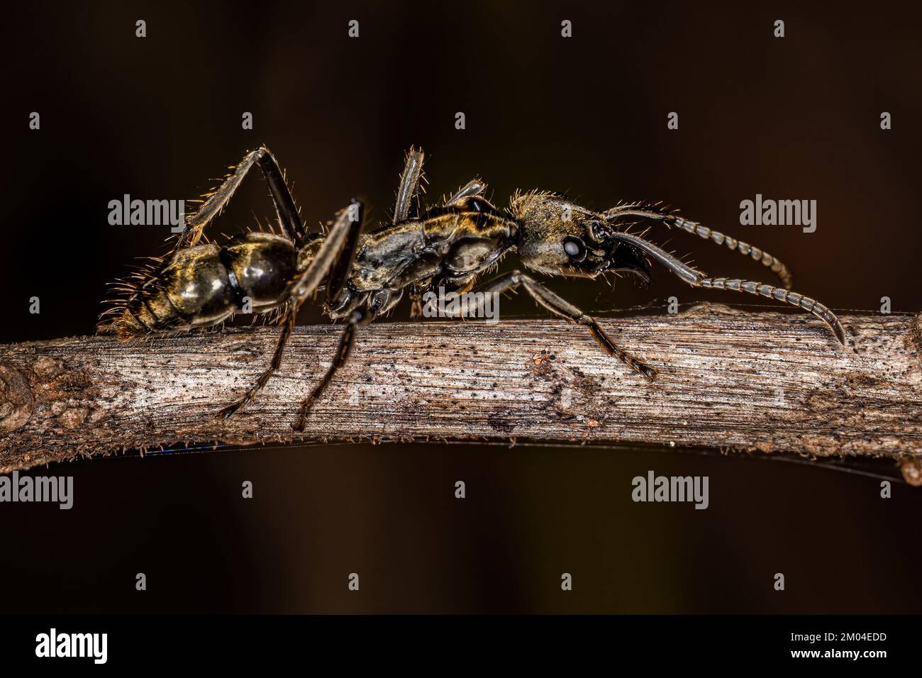 Neoponera foetida hi-res stock photography and images - Alamy