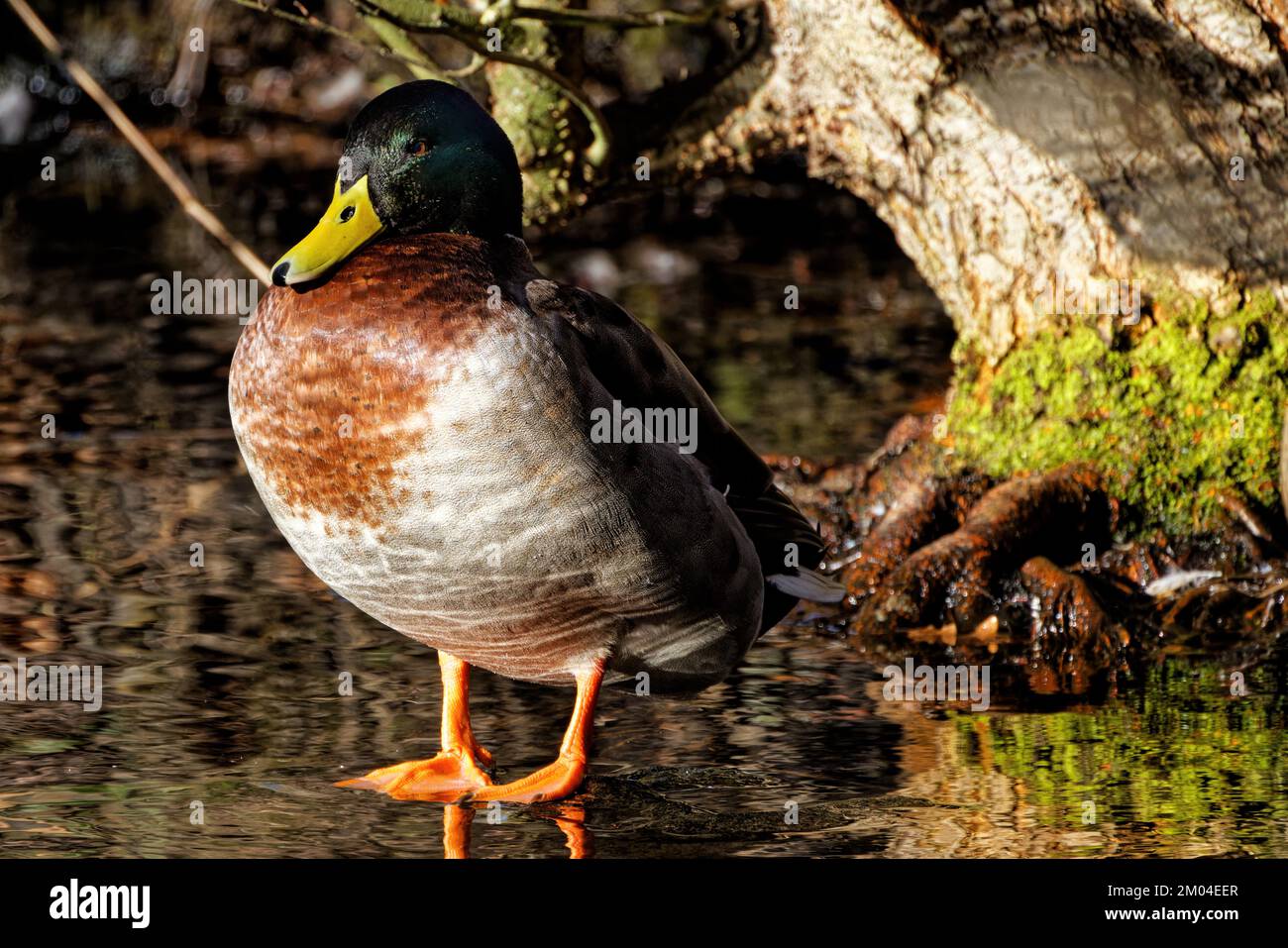 Mallard drake standing in shallow water at Moss Valley, Brynteg ...