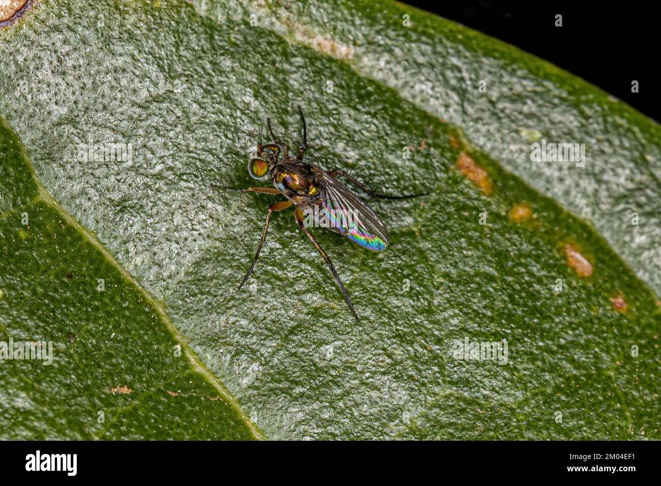 Adult Long-legged Fly of the Genus Paraclius Stock Photo - Alamy