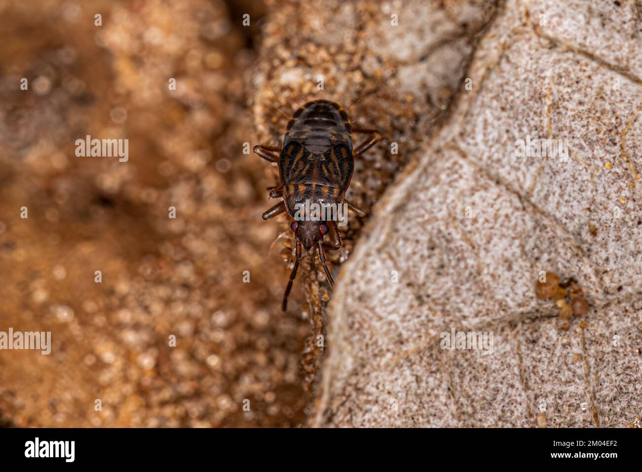 Adult Dirt-colored Seed Bug of the Subfamily Rhyparochrominae Stock ...