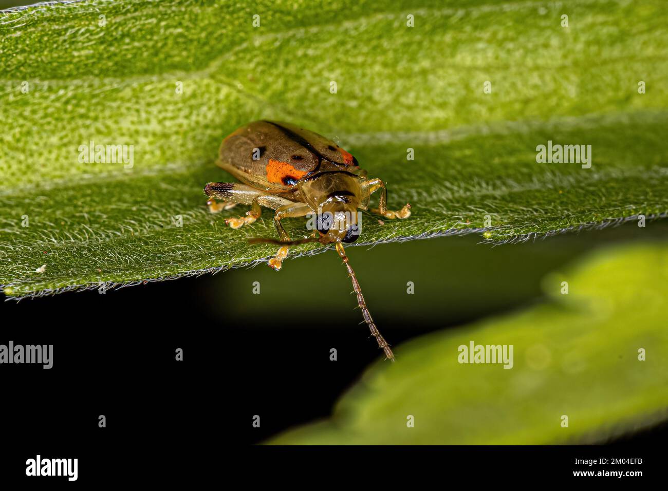 Cucujiform beetle hi-res stock photography and images - Alamy