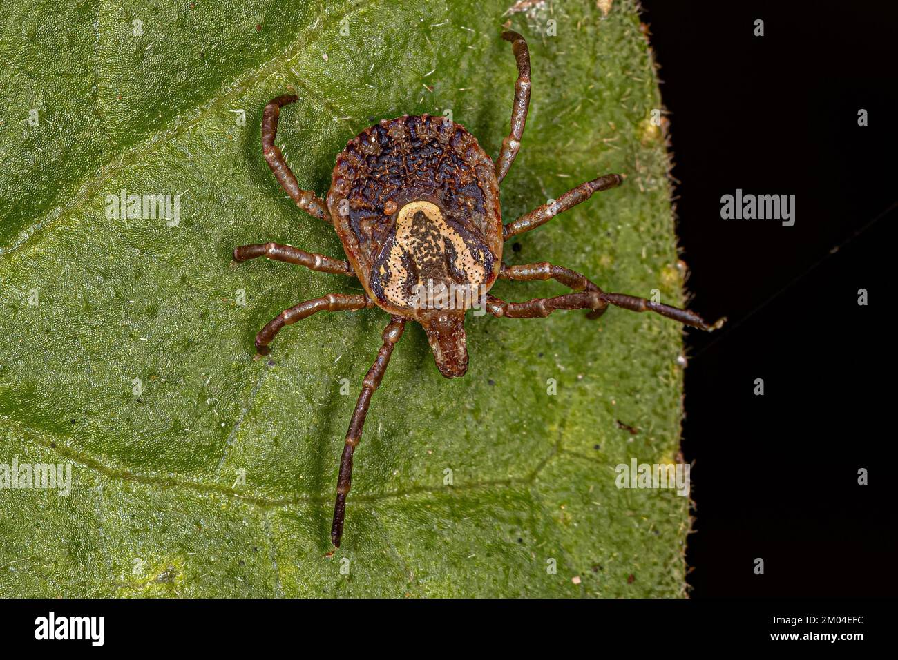 Bont tick hi-res stock photography and images - Alamy